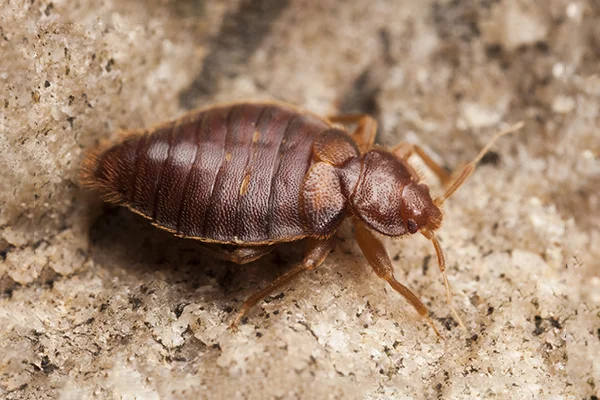 Bed Bugs Control – Pest Patrol Melbourne
